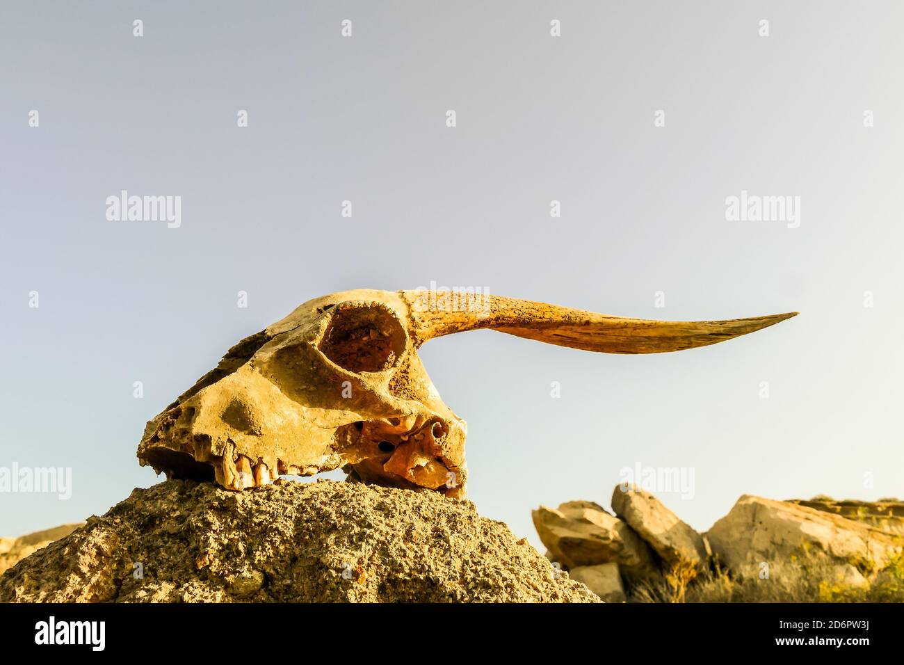Dry Goat Skull Bone, Goat Skull background in the desert Stock Photo ...