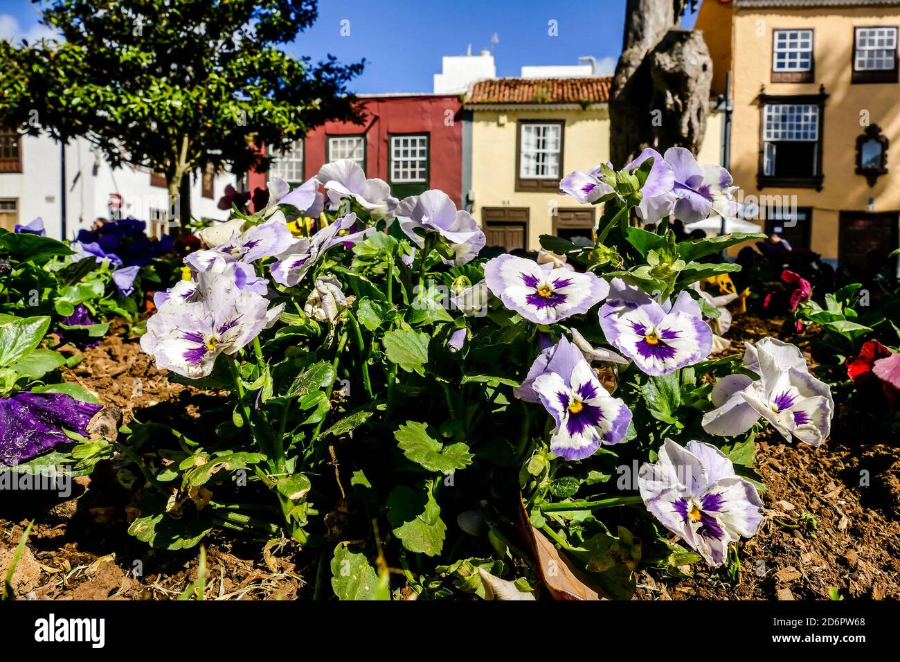 Blooming Flower Background Stock Photo - Alamy
