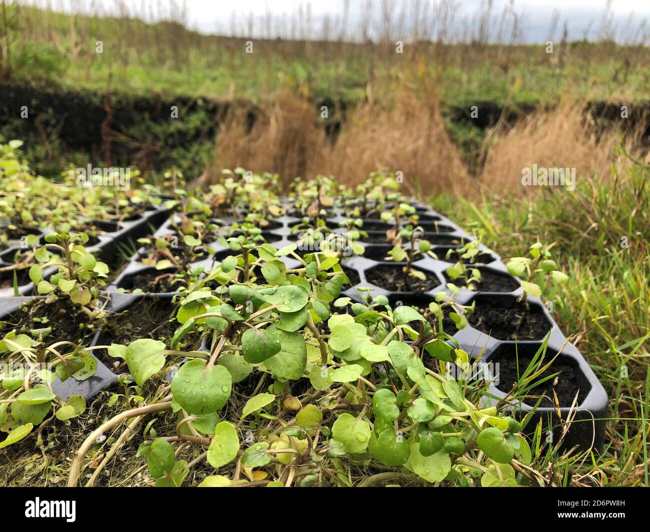 Fenlands near St Neots, Cambridgeshire. Volunteers are planting crops ...