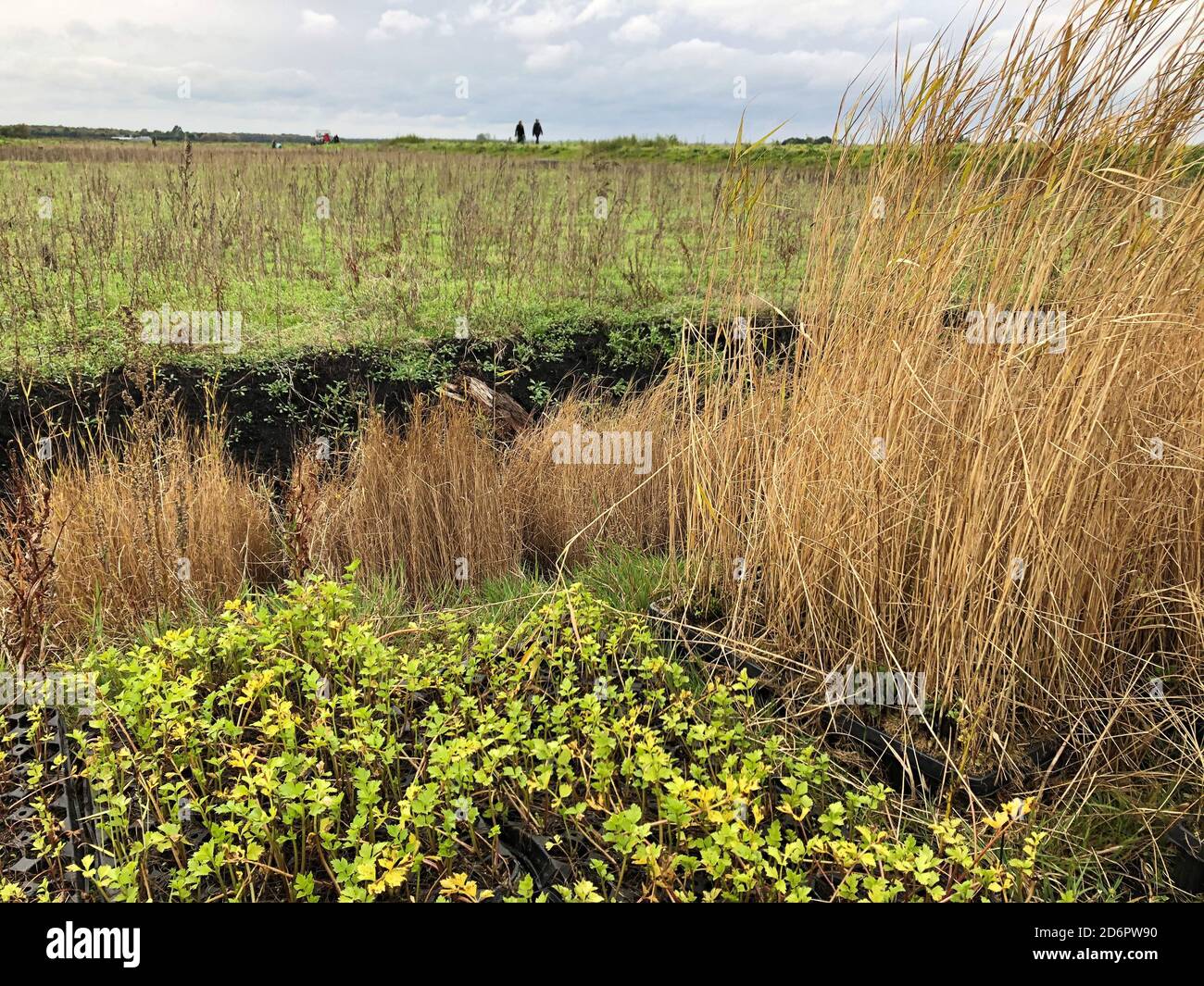 Fenlands near St Neots, Cambridgeshire. Volunteers are planting crops ...
