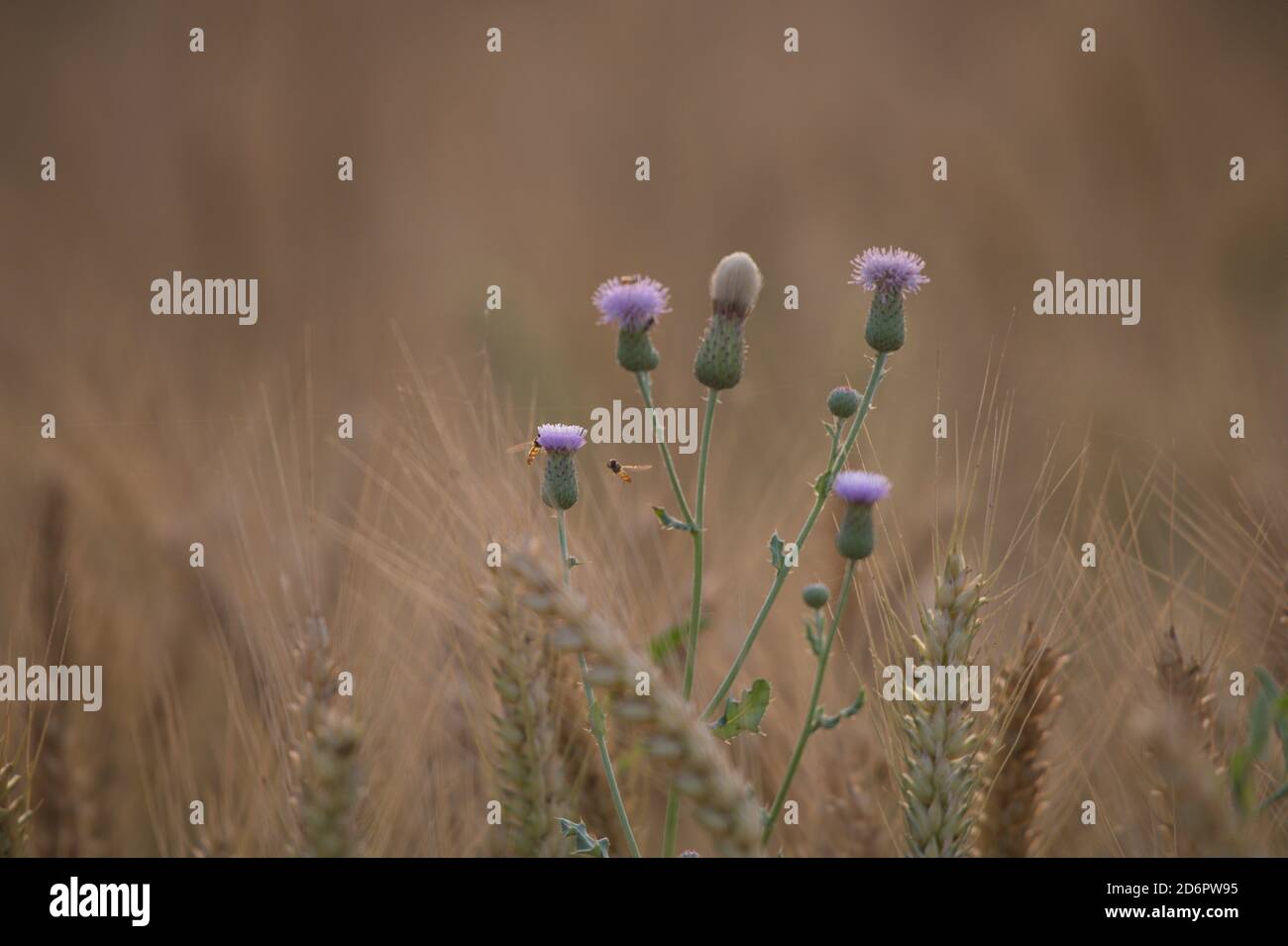 Trifolium alexandrinum or barseen is an annual clover cultivated mostly ...