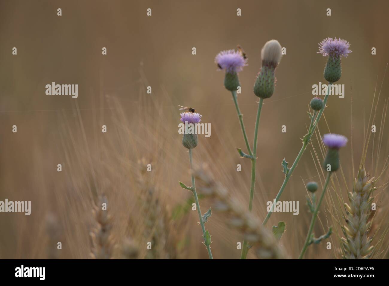 Trifolium alexandrinum or barseen is an annual clover cultivated mostly ...
