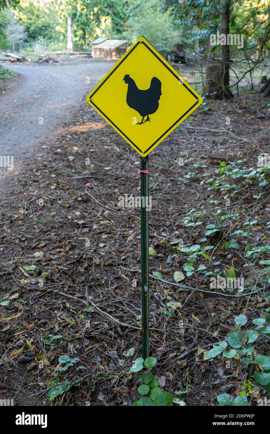 Chicken crossing road hi-res stock photography and images - Alamy
