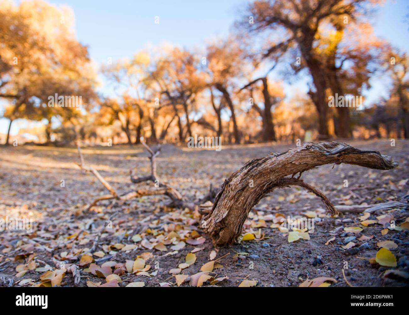 Ejin Banner. 18th Oct, 2020. Photo taken on Oct. 18, 2020 shows the ...