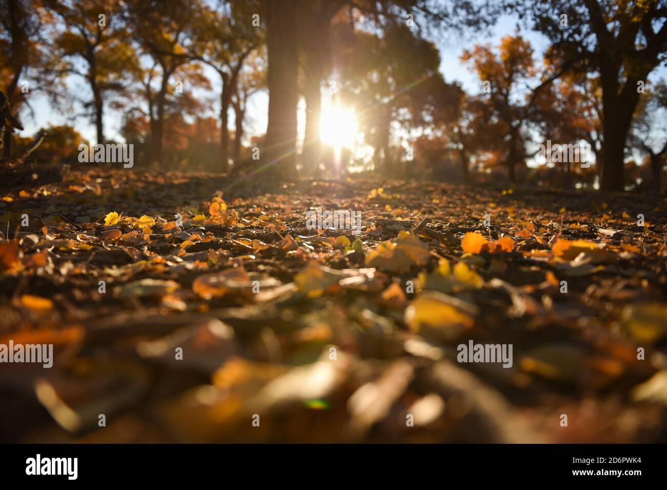 Ejin banner hi-res stock photography and images - Alamy