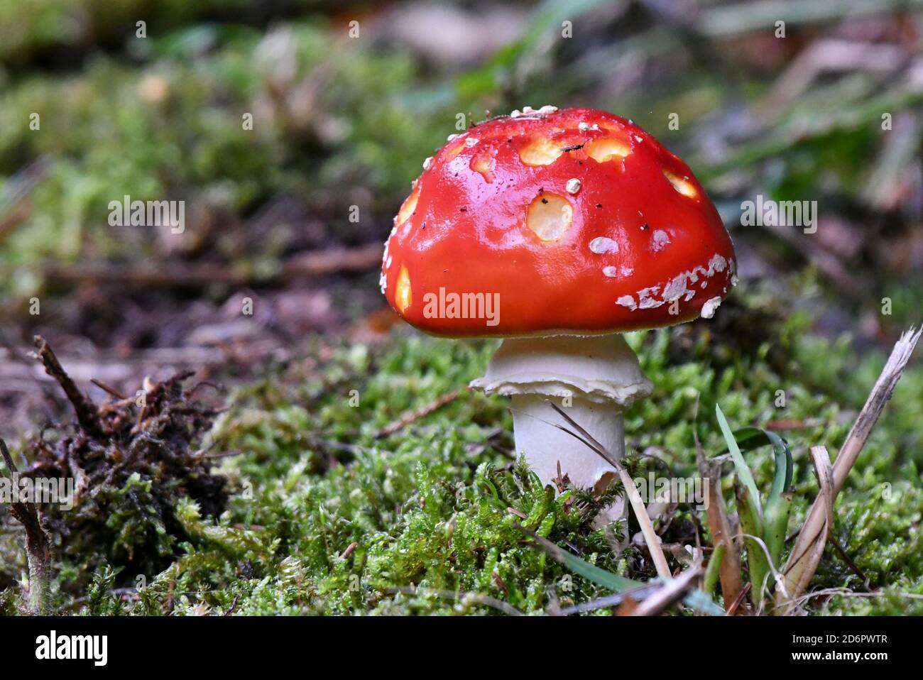 portrait of a grazing young cow, spotted cattle Stock Photo - Alamy