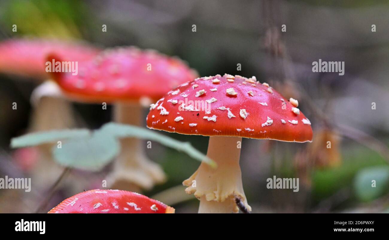 portrait of a grazing young cow, spotted cattle Stock Photo - Alamy