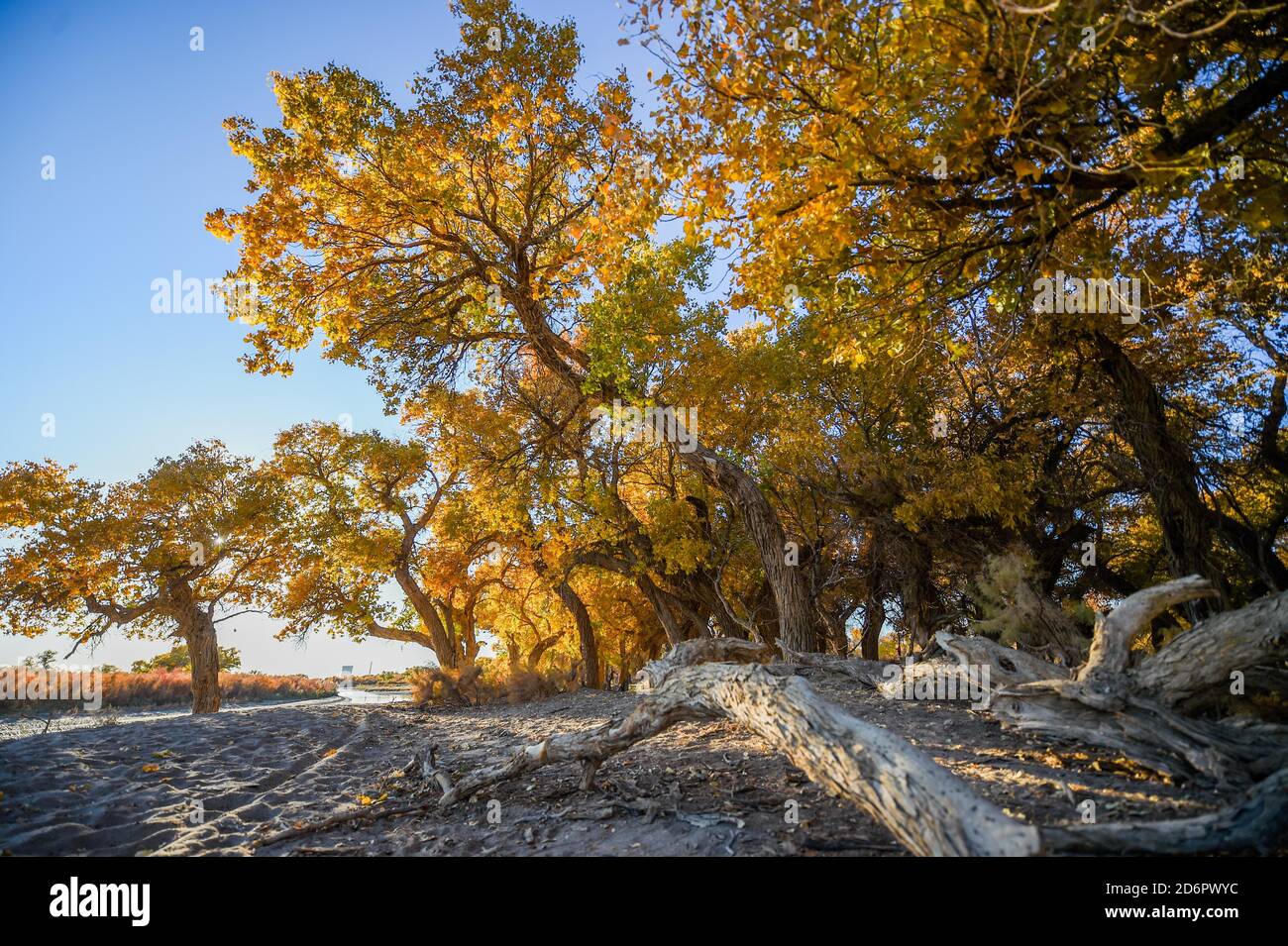 Ejin Banner. 18th Oct, 2020. Photo taken on Oct. 18, 2020 shows the ...