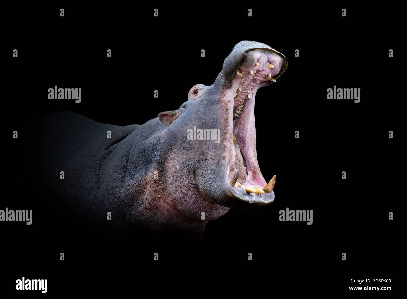 Close Up Of Hippo Face High Resolution Stock Photography and Images - Alamy