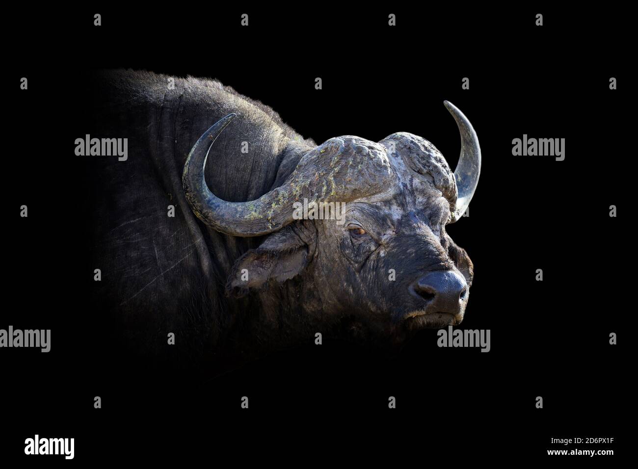 Black buffalo isolated hi-res stock photography and images - Alamy