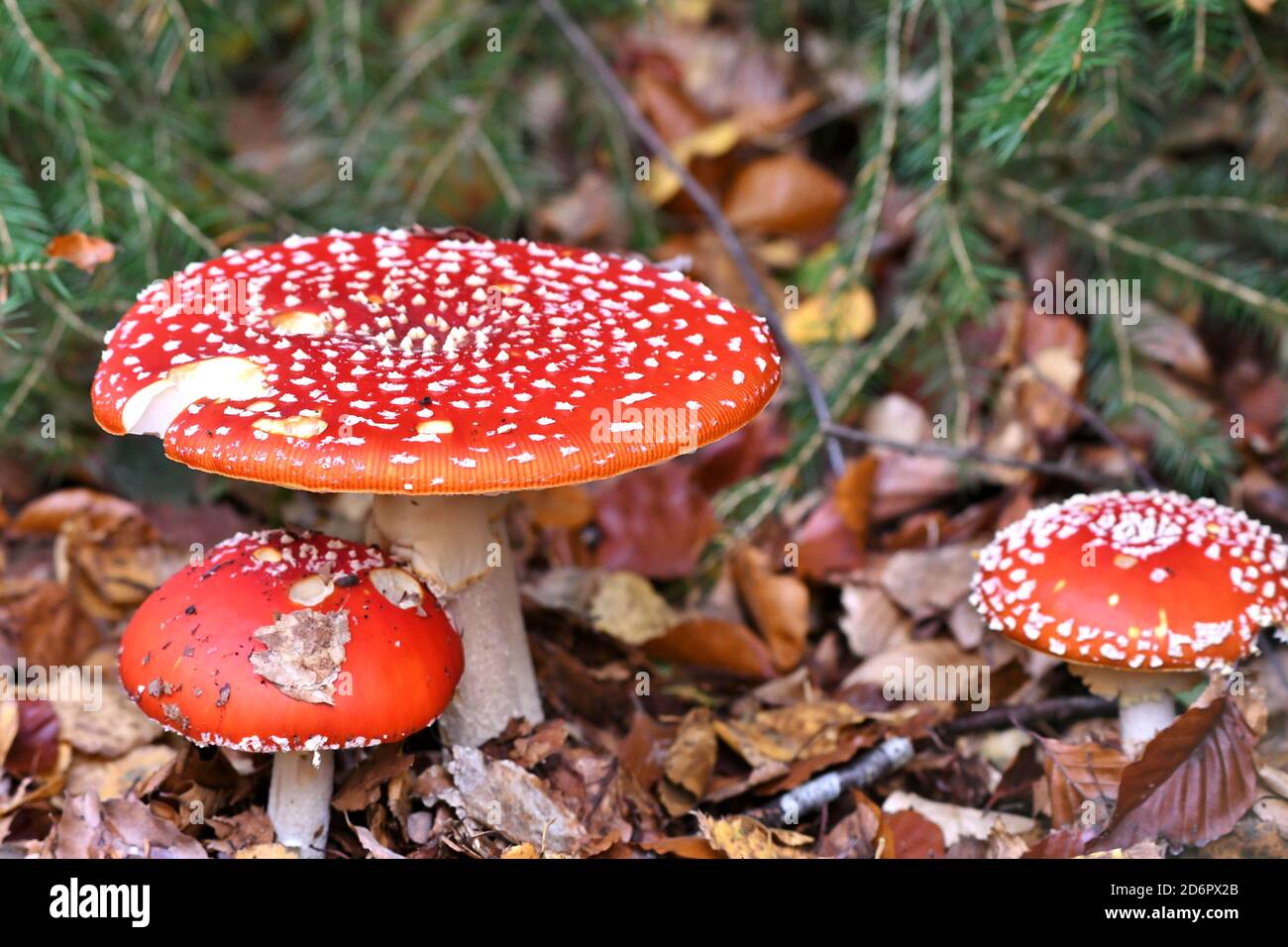 portrait of a grazing young cow, spotted cattle Stock Photo - Alamy