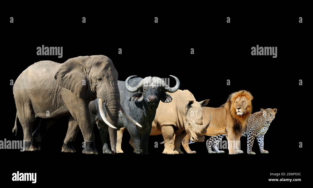Big five wild animal hi-res stock photography and images - Alamy