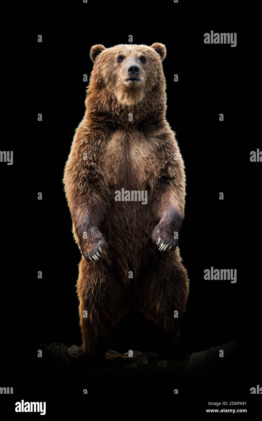 Close up view bear. Wild animal isolated on a black background Stock ...