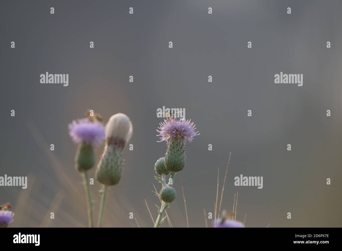 Egyptian clover field hi-res stock photography and images - Alamy