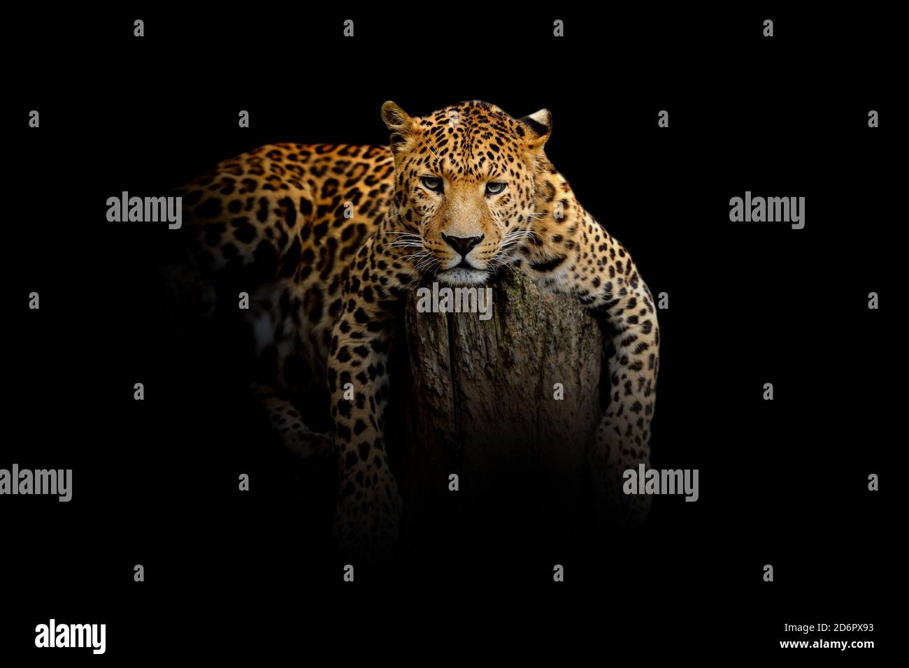 Eye leopard close up view hi-res stock photography and images - Alamy