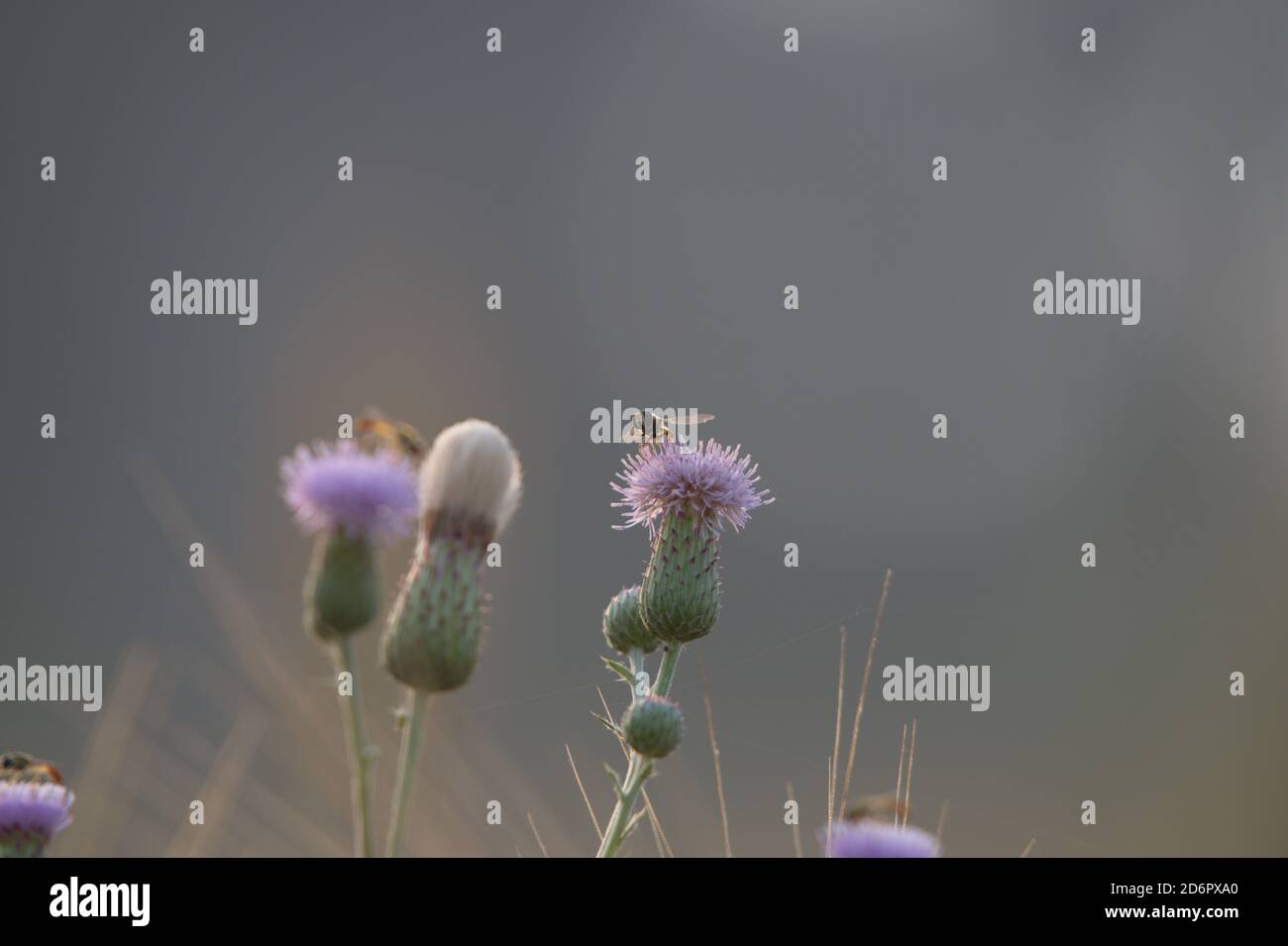 Egyptian clover field hi-res stock photography and images - Alamy