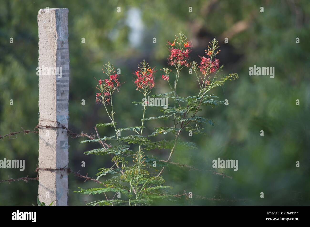 Royal poinciana gold mohar, or gold more ,Delonix regia is a species of ...