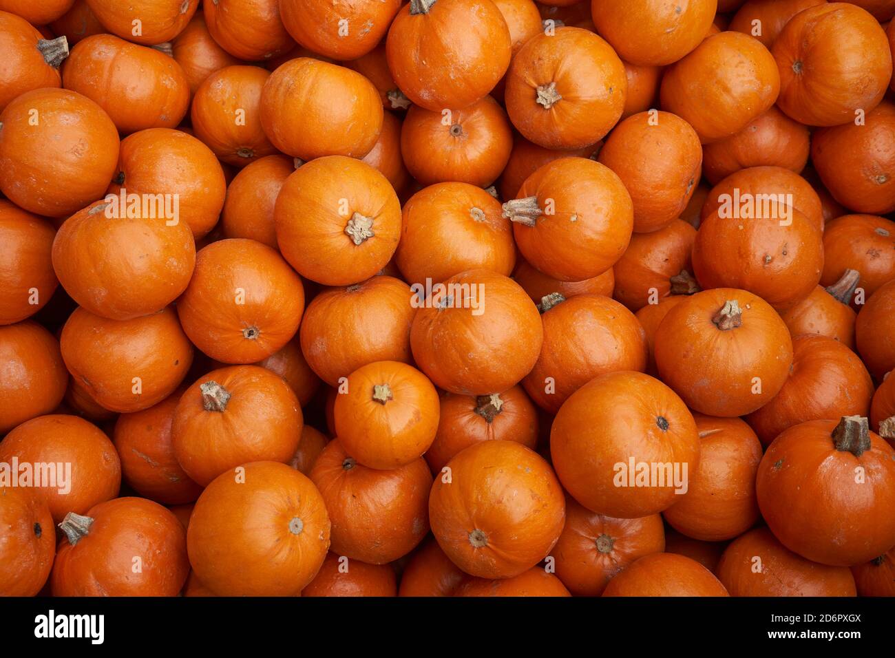 Fresh mini orange pumpkins for sale at market Stock Photo - Alamy