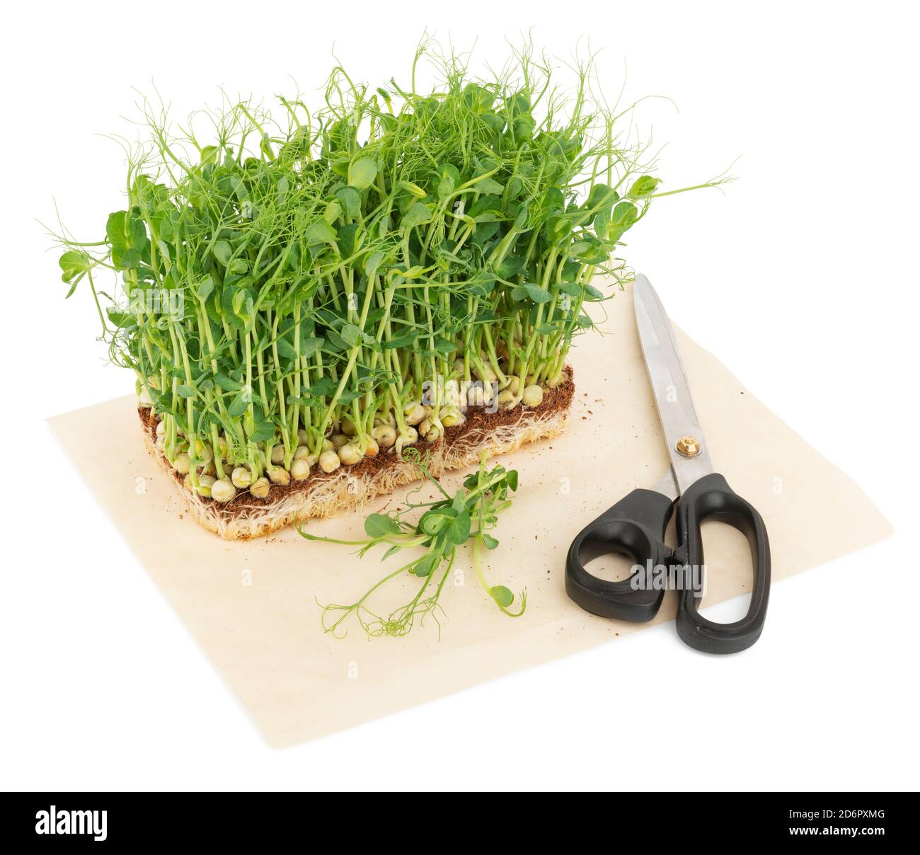 Fresh micro green pea Cut Out Stock Images & Pictures - Alamy