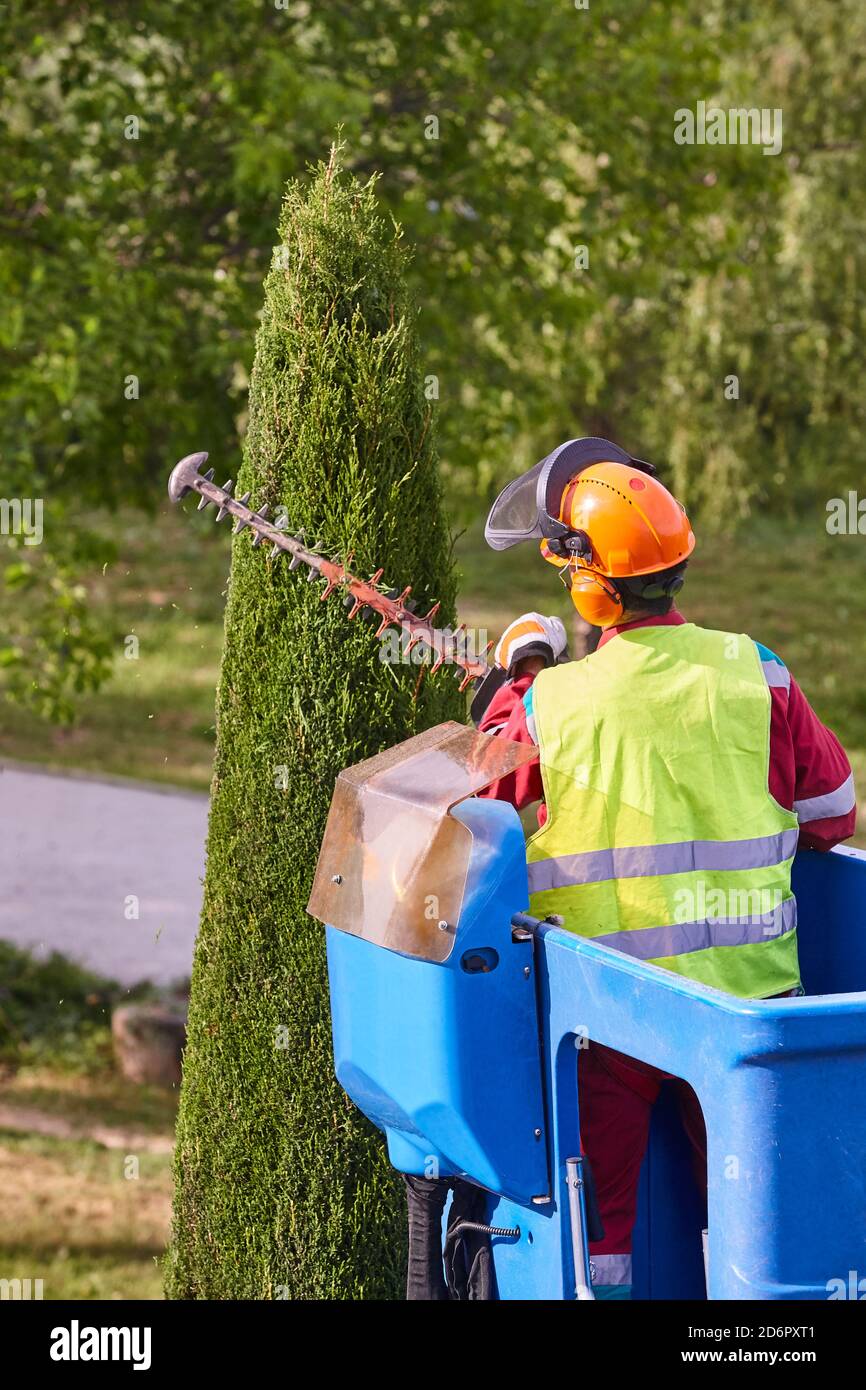 Gardener pruning a cypress tree with a chainsaw and a crane Stock Photo ...