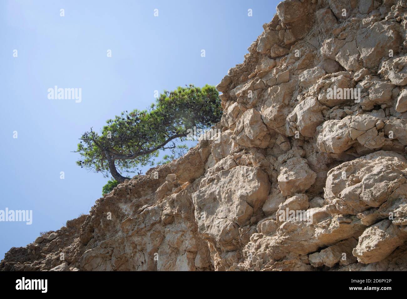 Aleppo pine tree hi-res stock photography and images - Alamy