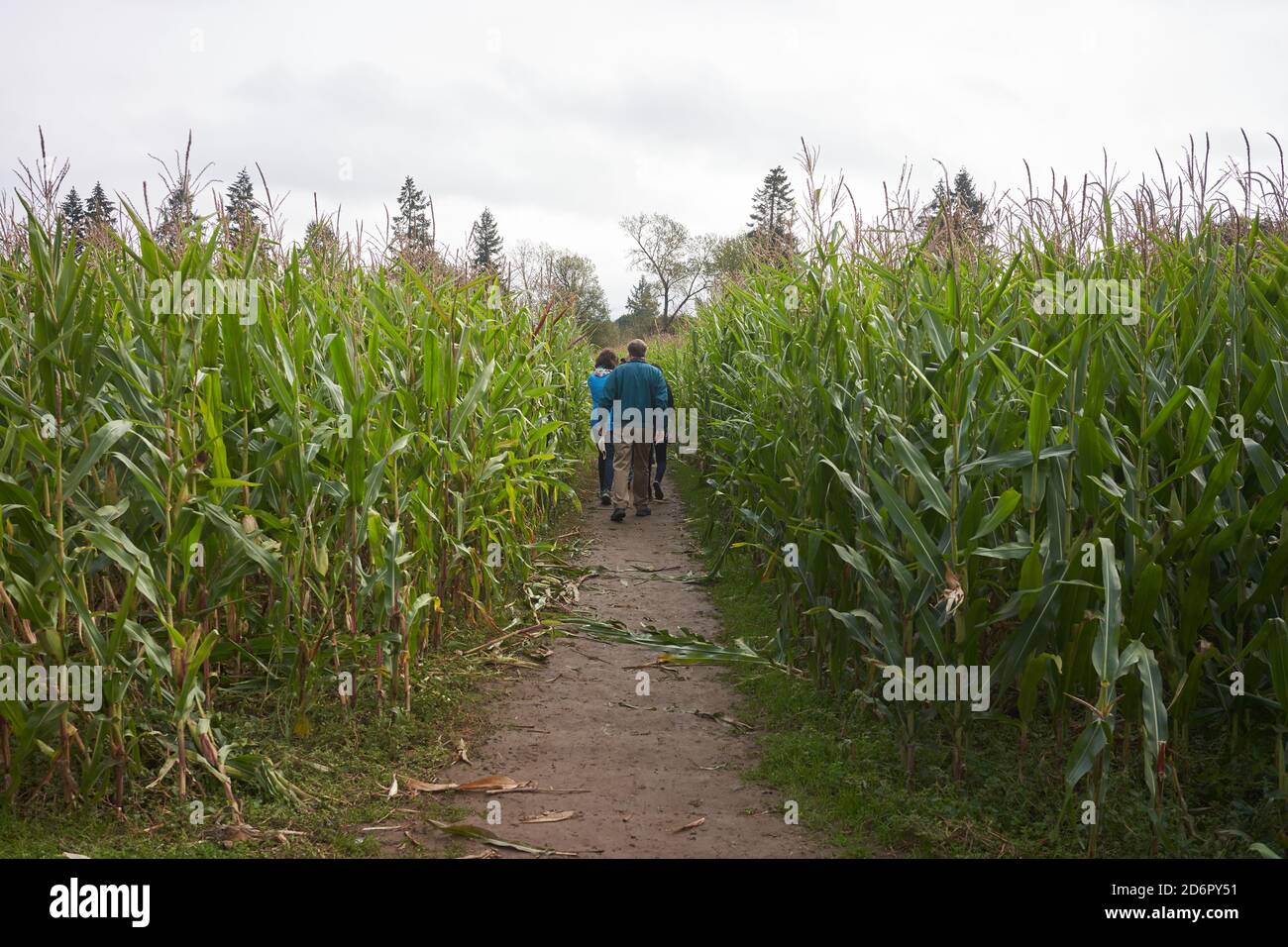 Maize maze 2020 hi-res stock photography and images - Alamy
