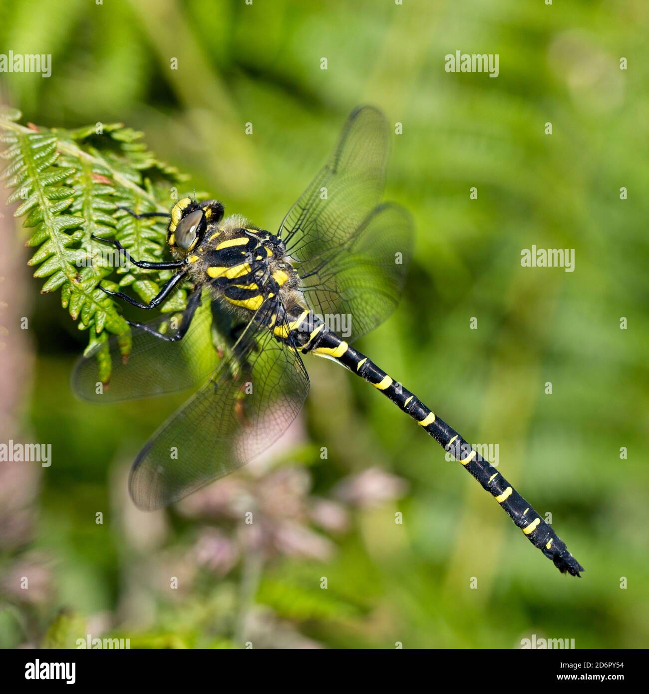 Golden-ringed Dragonfly (Cordulegaster boltonii), male perched ...