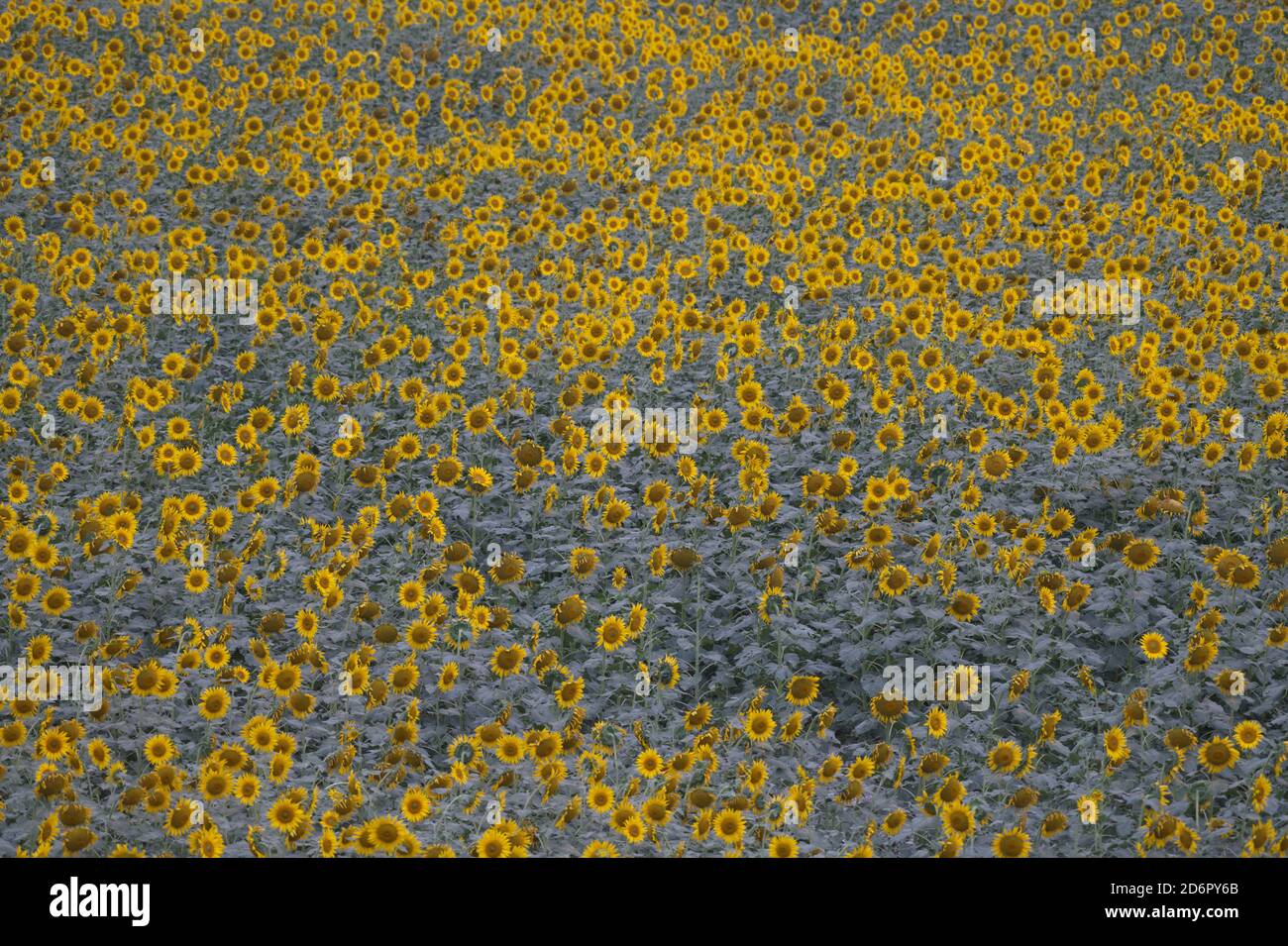 Common sunflower Helianthus annuus, the common sunflower, is a large ...