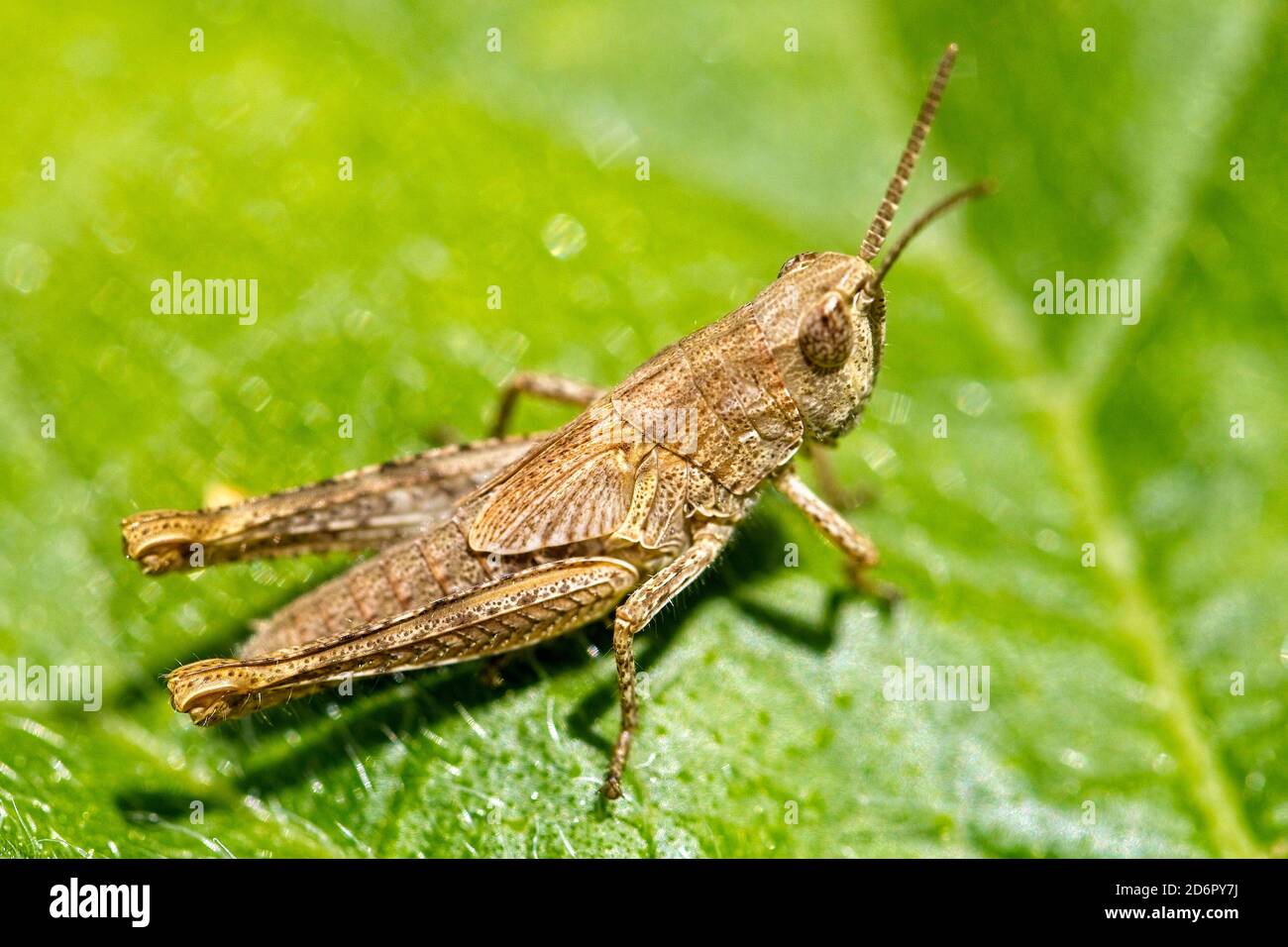 Meadow Grasshopper (Chorthippus parallelus), brown variety, Cornwall ...