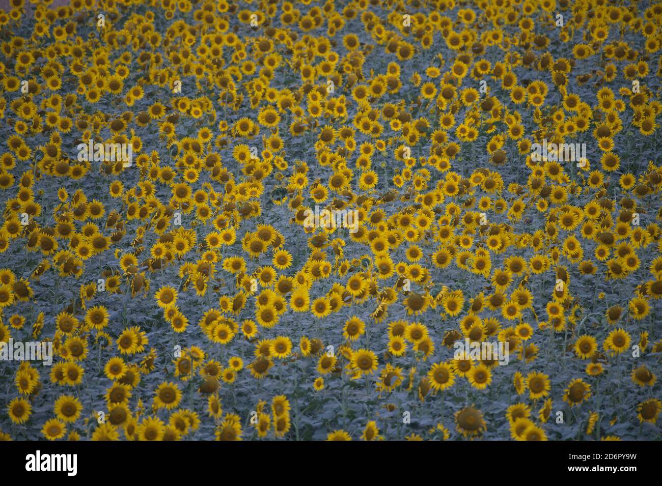 Common sunflower Helianthus annuus, the common sunflower, is a large ...