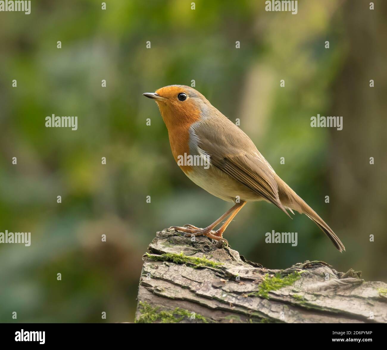 Garden robin hi-res stock photography and images - Alamy