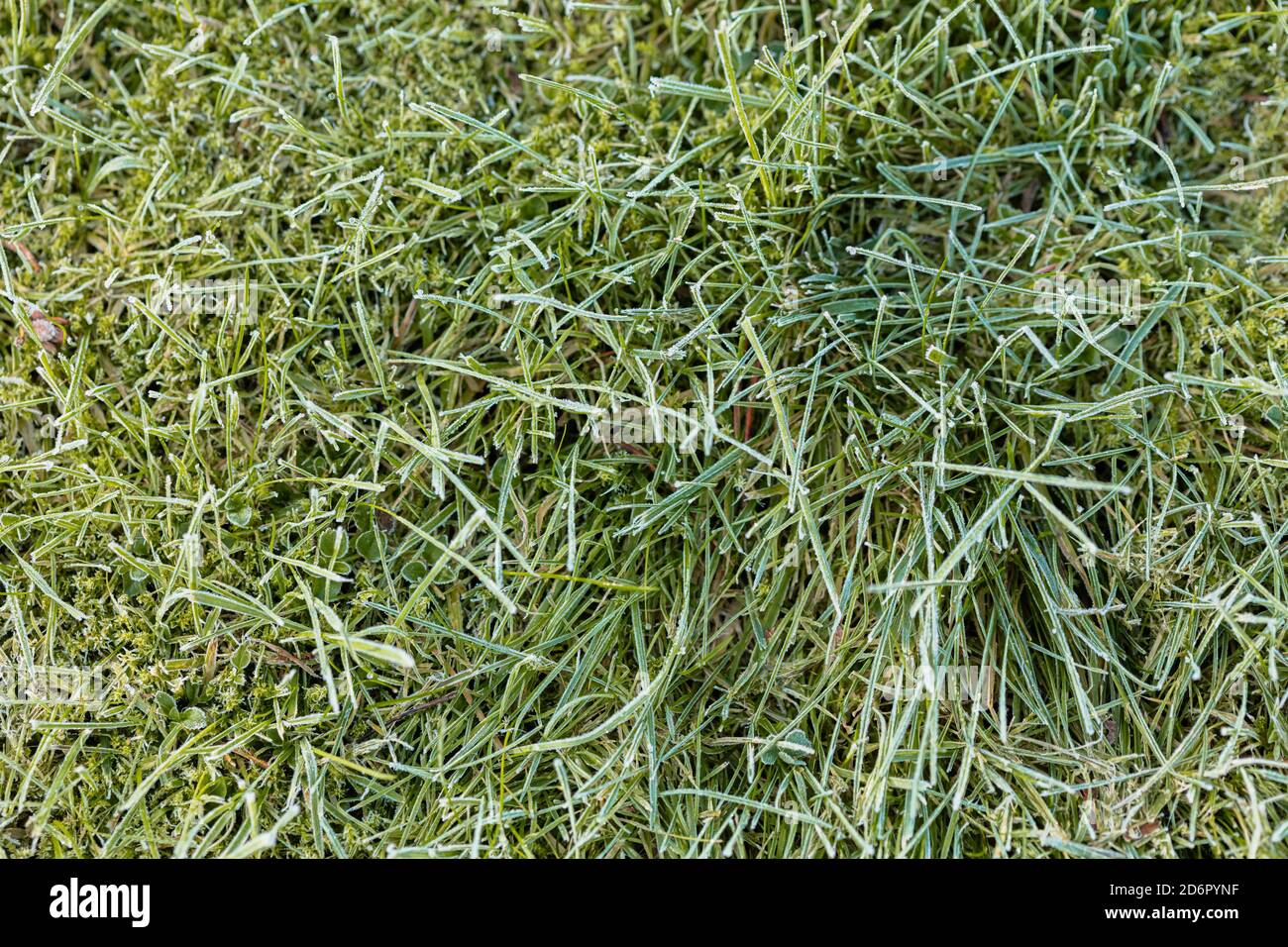 Green grass covered with frost. Natural background. High quality photo ...