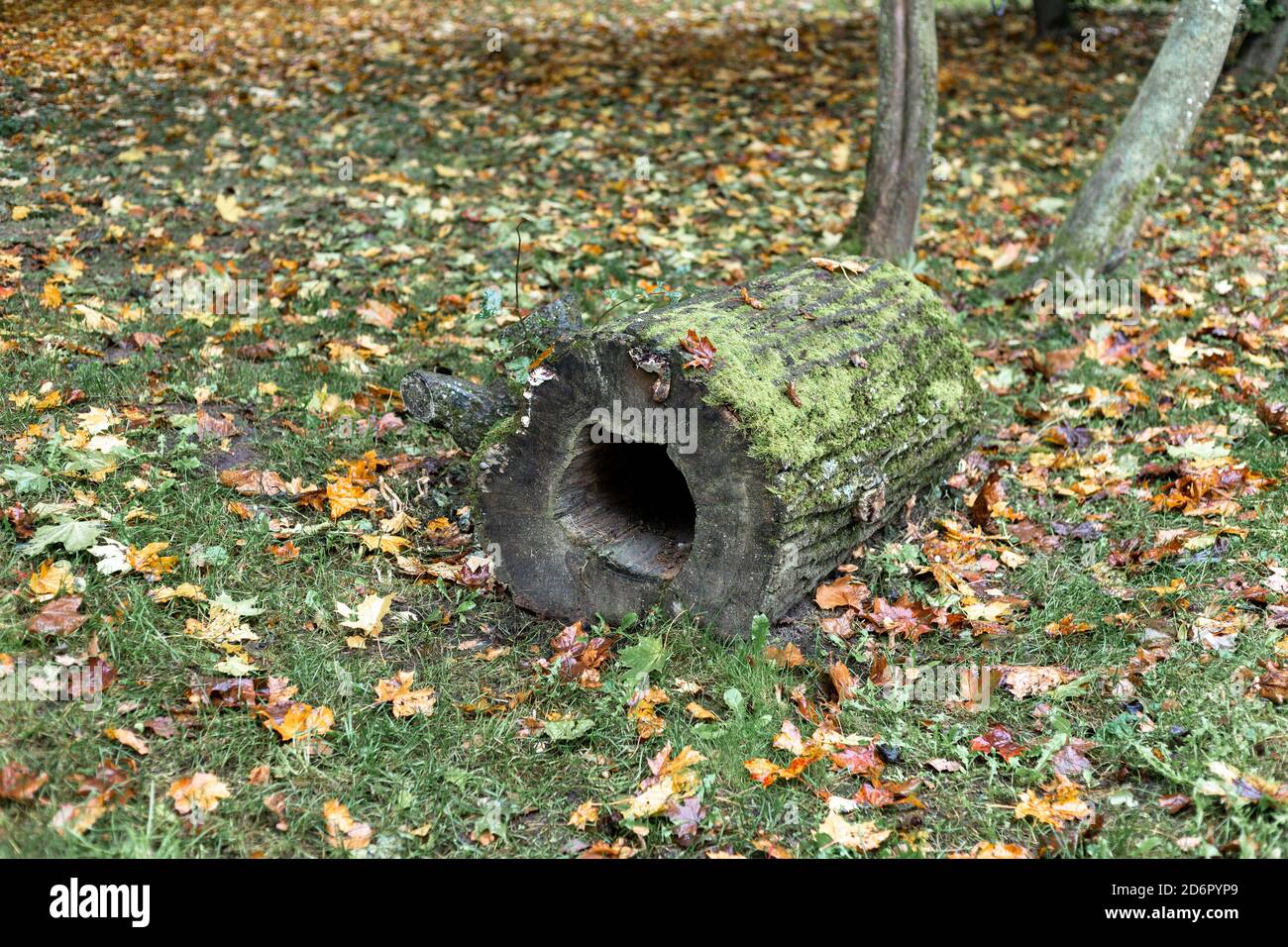 Vegetation covered log hi-res stock photography and images - Alamy