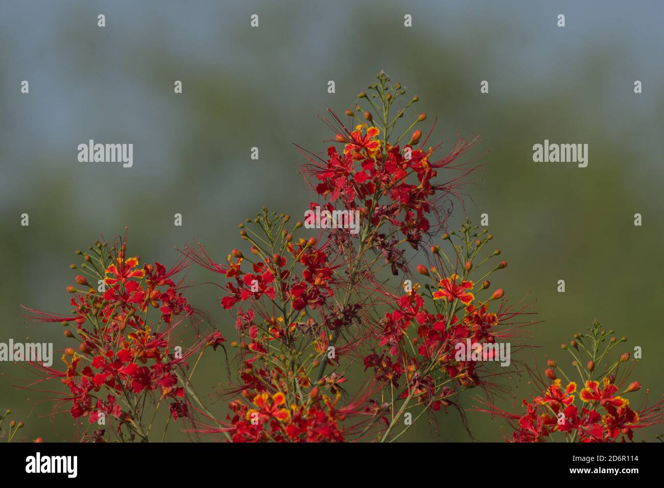 Royal poinciana gold mohar, or gold more ,Delonix regia is a species of ...