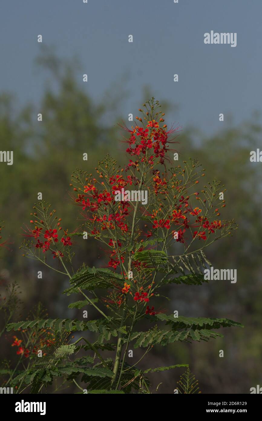 Gold mohar hi-res stock photography and images - Alamy