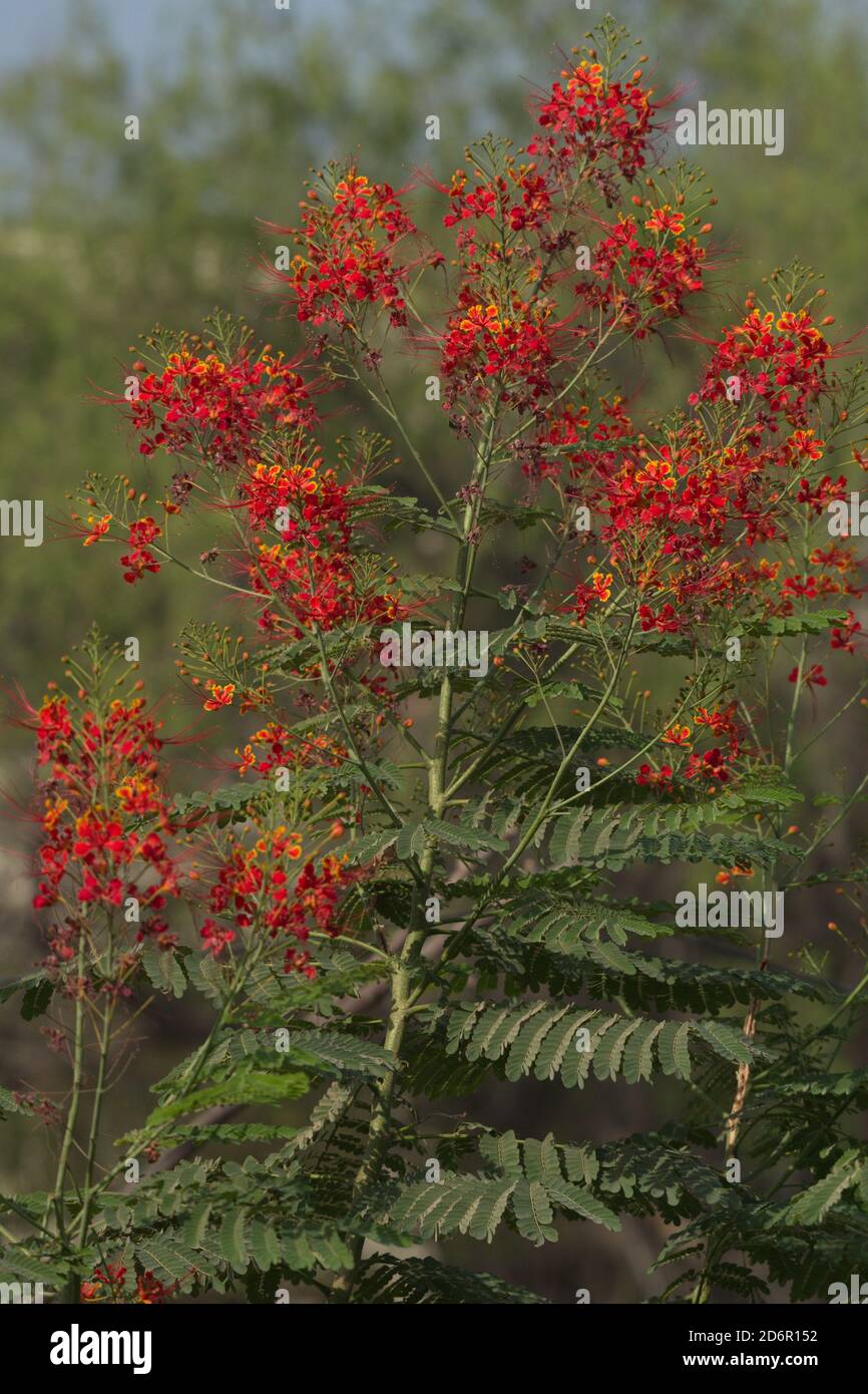 Royal poinciana gold mohar, or gold more ,Delonix regia is a species of ...