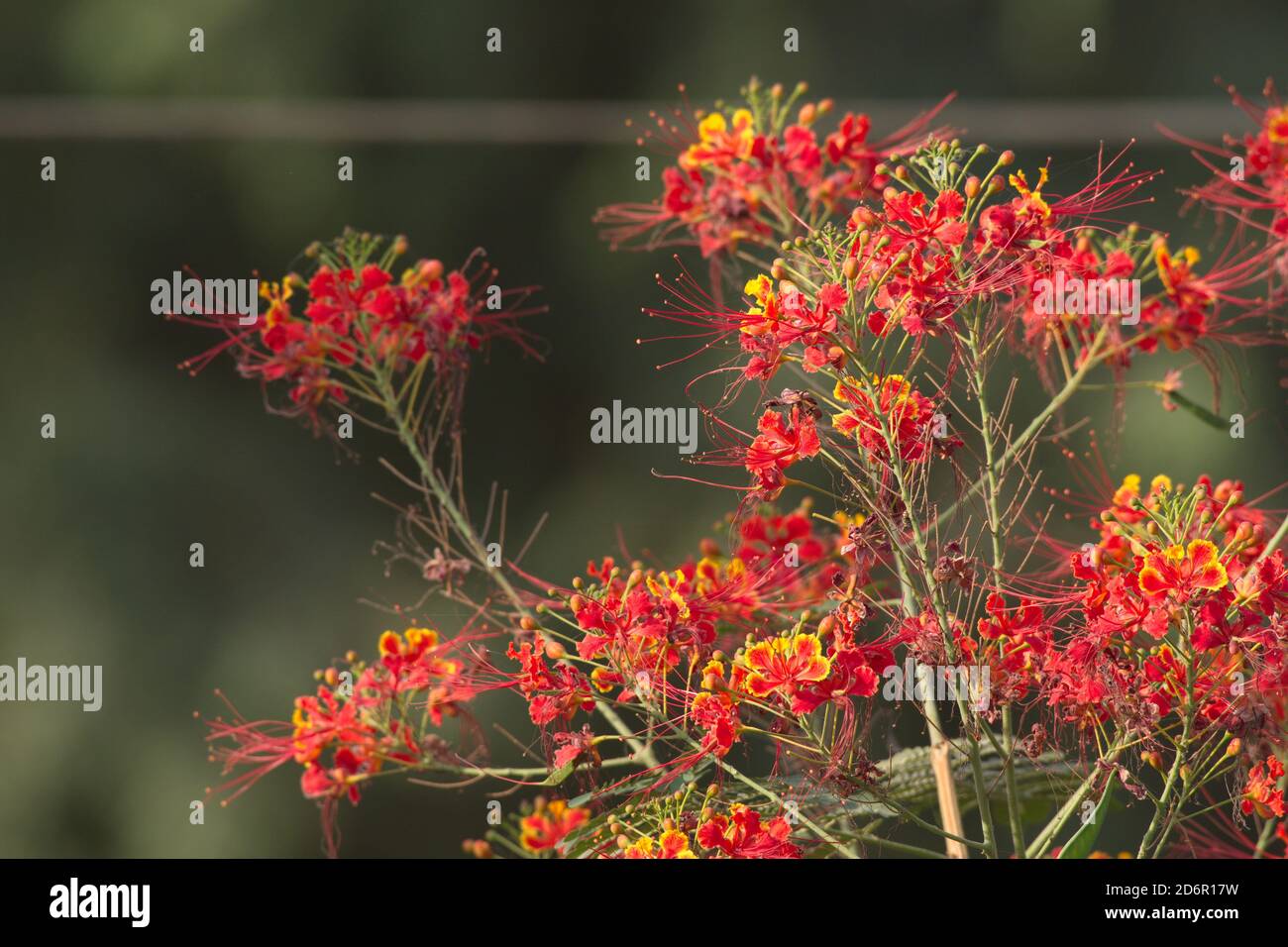 Royal poinciana gold mohar, or gold more ,Delonix regia is a species of ...