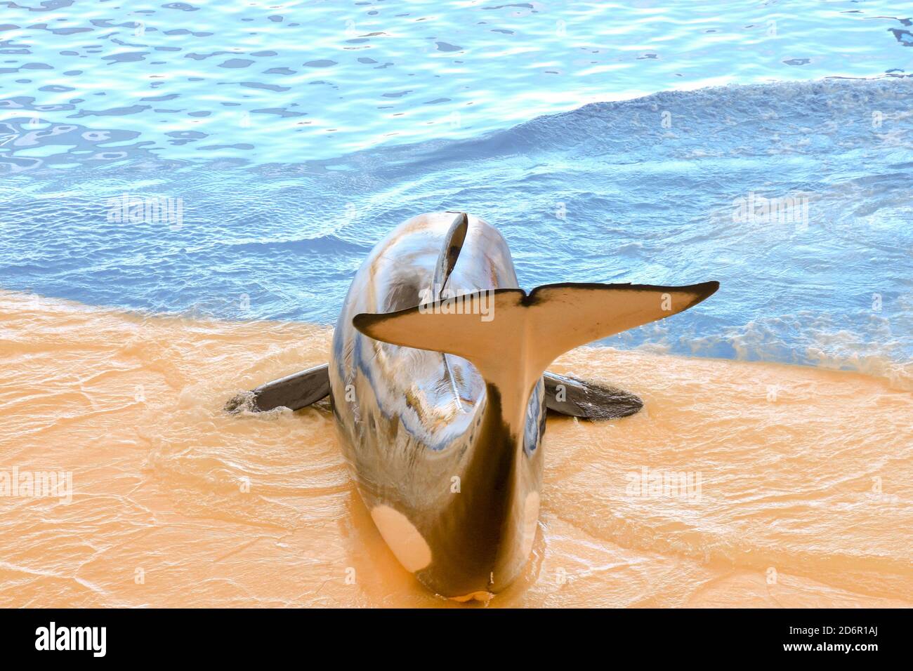 Mammal Orca Killer Whale Fish Stock Photo - Alamy