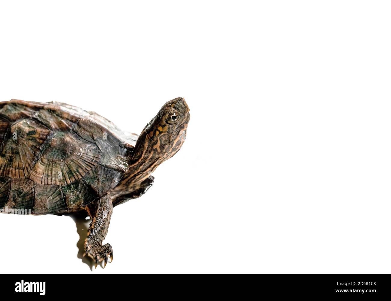 A "Keel-Backed Terrapin" small turtle. Studio shot isolated on white ...