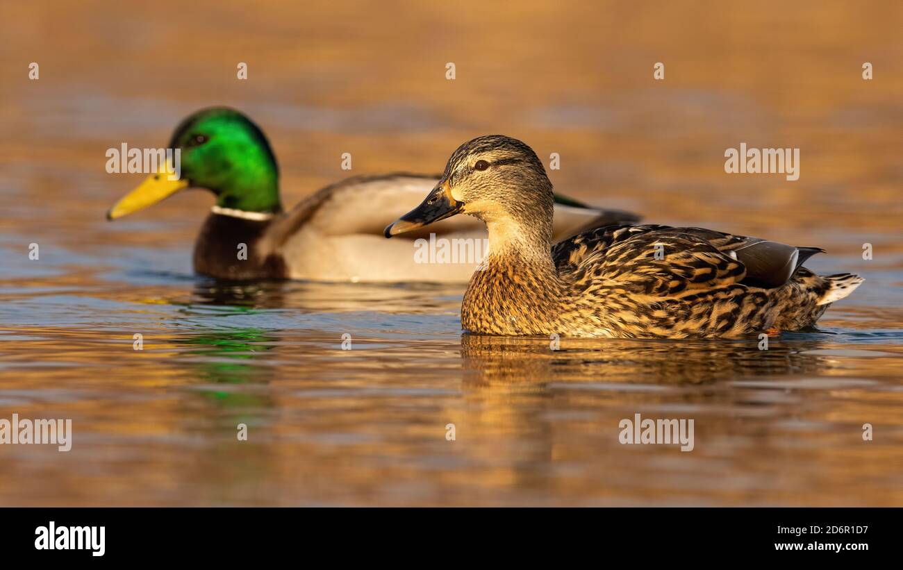 Two mallards swimming in water in autumn nature Stock Photo - Alamy