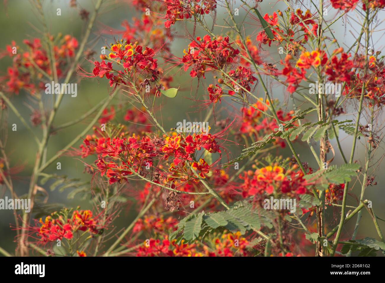 Royal poinciana gold mohar, or gold more ,Delonix regia is a species of ...