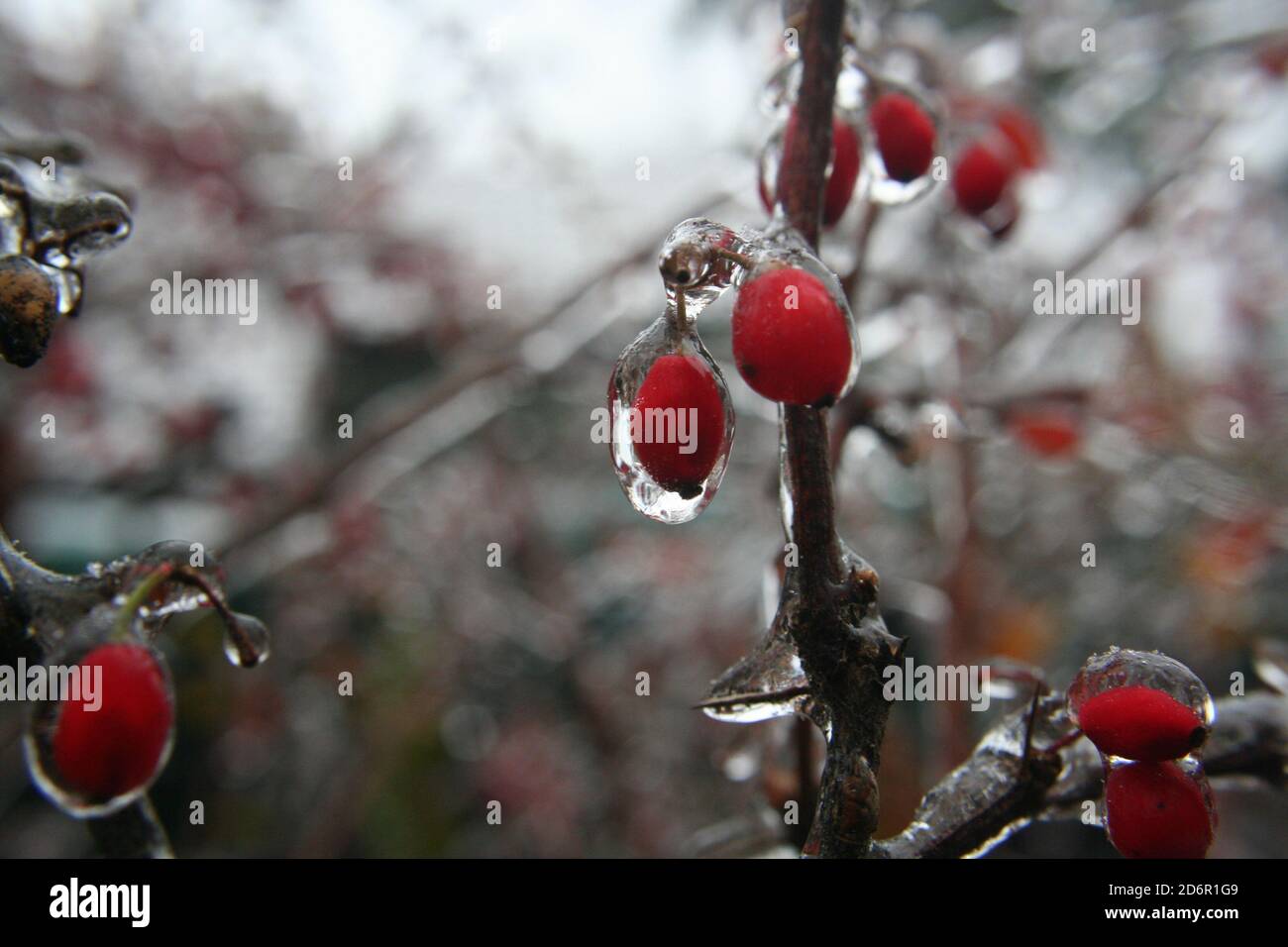 fruits frozen in ice as nice natural background Stock Photo - Alamy