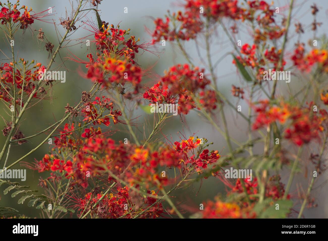 Royal poinciana gold mohar, or gold more ,Delonix regia is a species of ...
