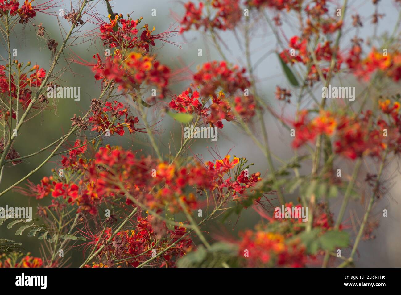 Gold mohar hi-res stock photography and images - Alamy