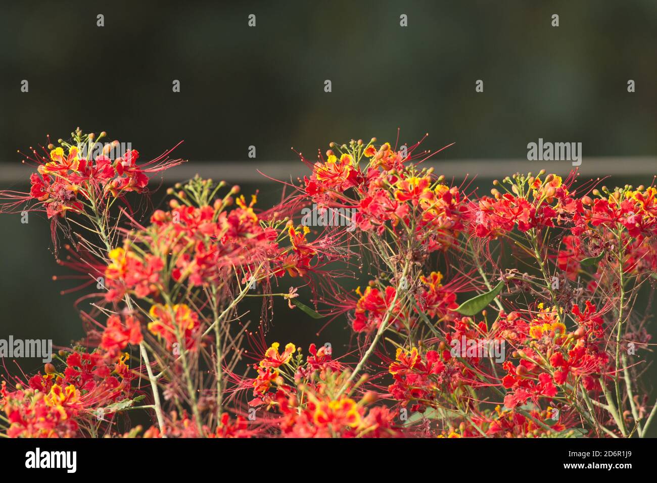 Royal poinciana gold mohar, or gold more ,Delonix regia is a species of ...