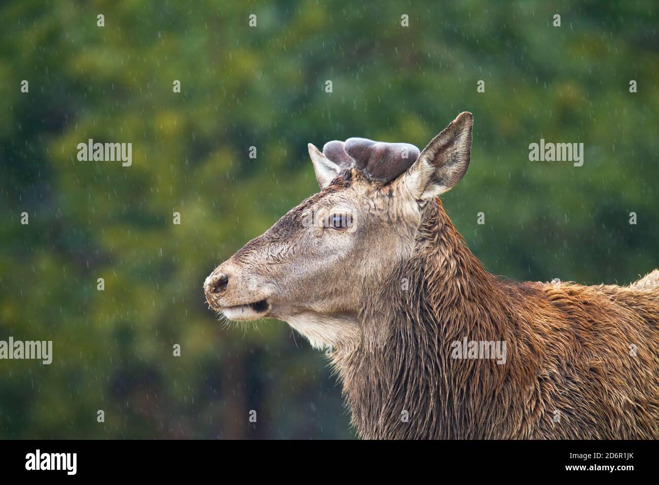 Portrait of deer with antlers close up in profile hi-res stock ...