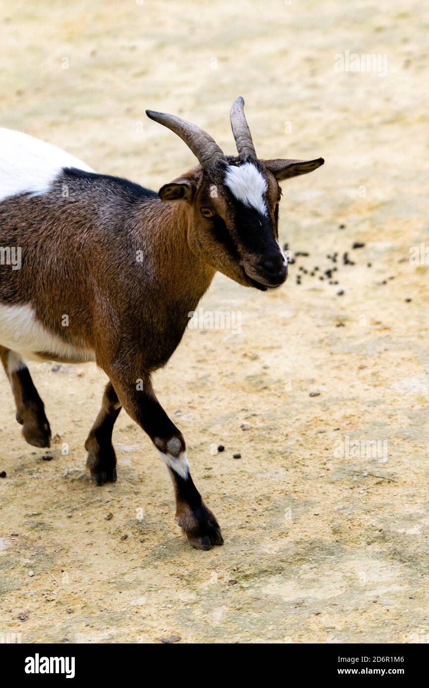 portrait of goat of africa Stock Photo - Alamy