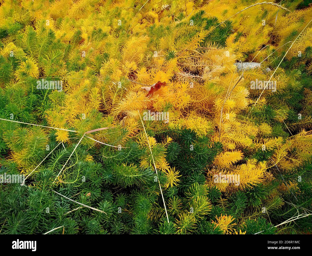 Fall lanscape with yellow and green bright colors Stock Photo - Alamy