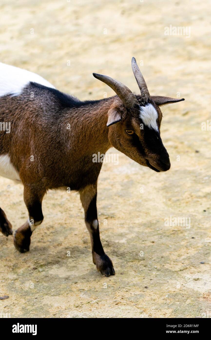 portrait of goat of africa Stock Photo - Alamy