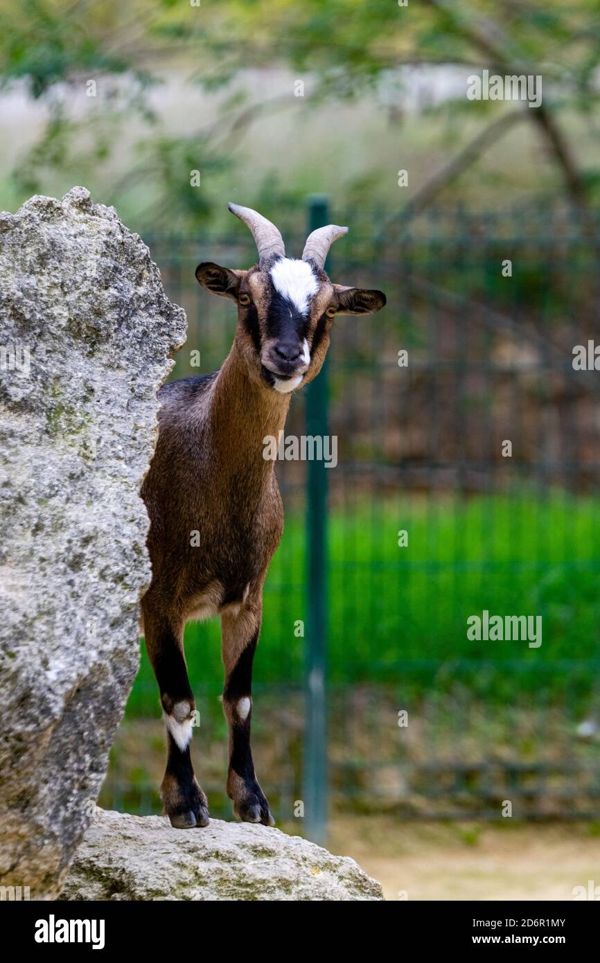 portrait of goat of africa Stock Photo - Alamy